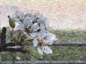 Mosaïque de photos - 1000 photos & aperçu 100% GRATUIT